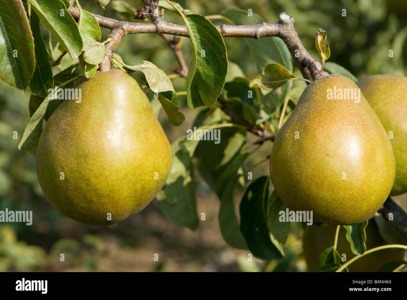 Pear orchards hi-res stock photography and images - Alamy