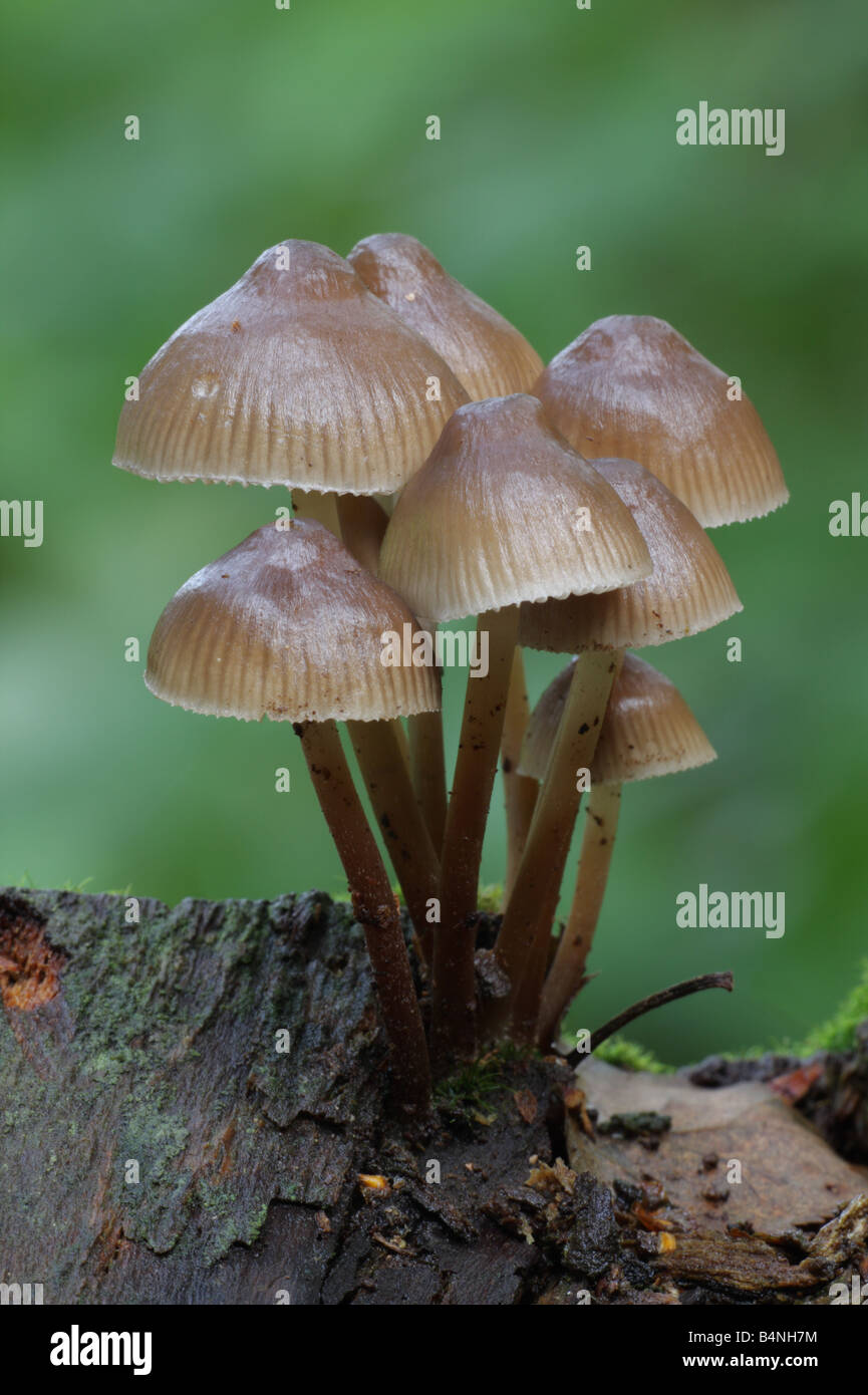 Clustered bonnet mycena inclinata hi-res stock photography and images ...