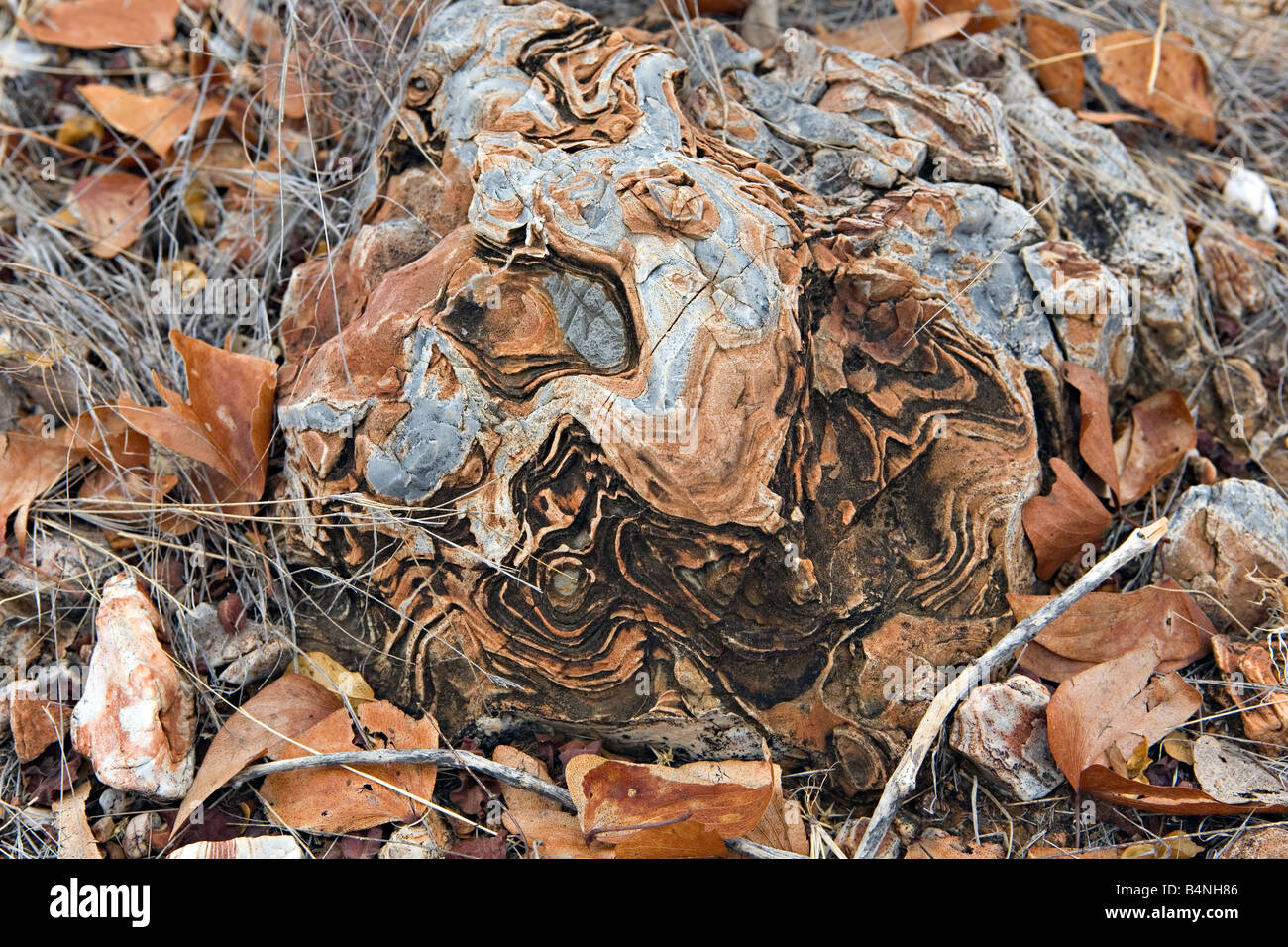 Close up stromatolites oncolites fossil hi-res stock photography and ...