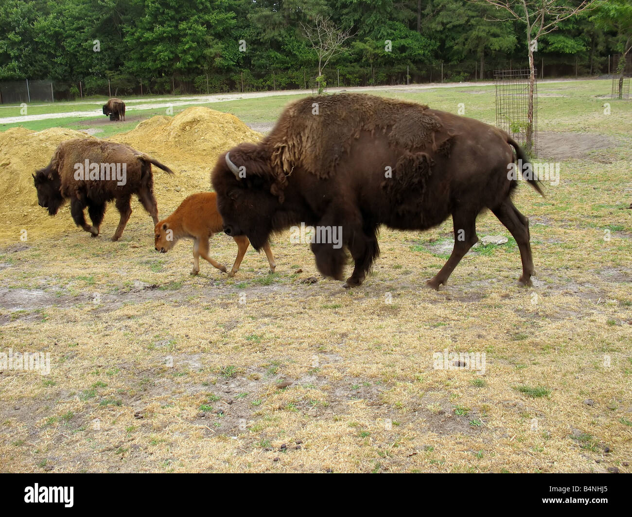 a momma buffalo and a baby buffalo Stock Photo - Alamy