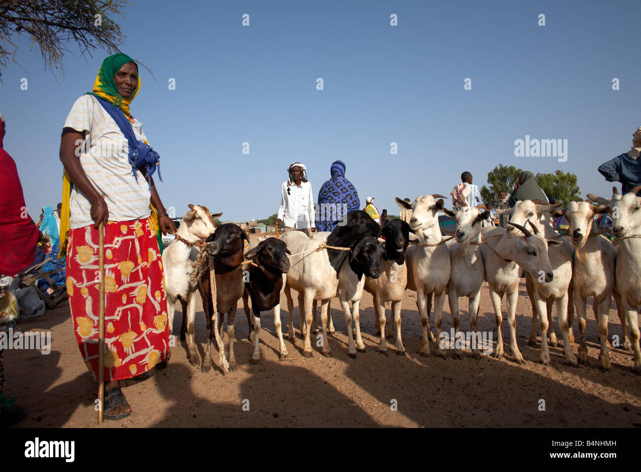 Livestock market in Hargeisa, Somaliland, Somalia Stock Photo - Alamy