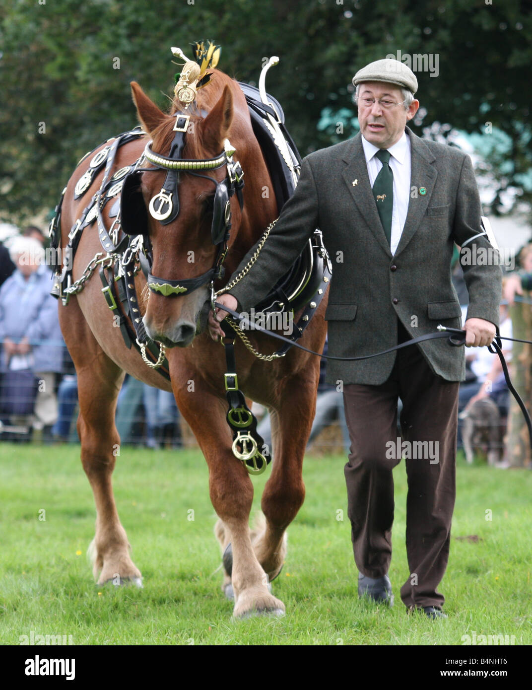 Suffolk punch heavy horse breed hi-res stock photography and images - Alamy