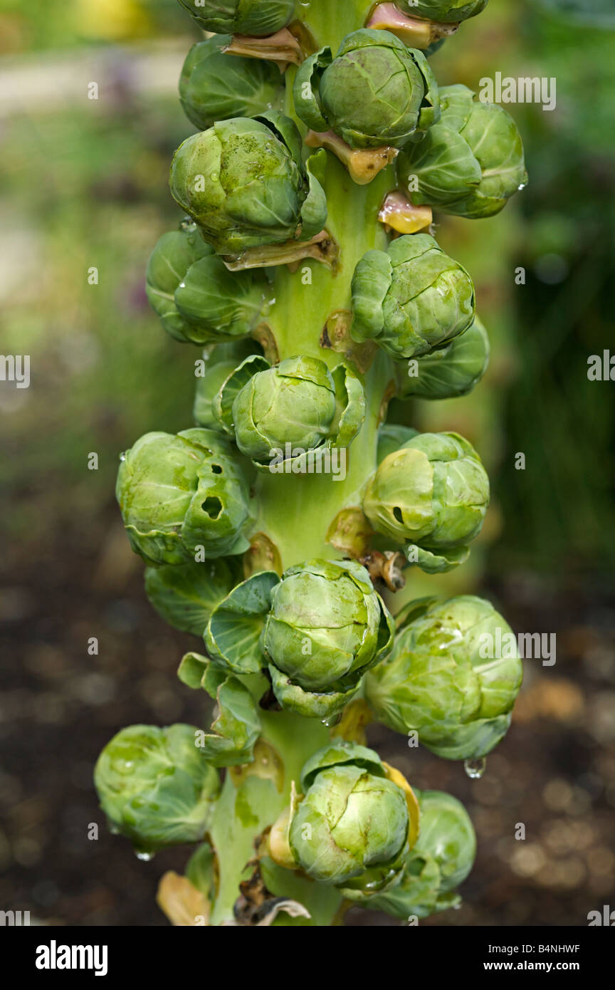 Brussels Sprouts or Wild Cabbage (Brassica Oleracea Stock Photo - Alamy