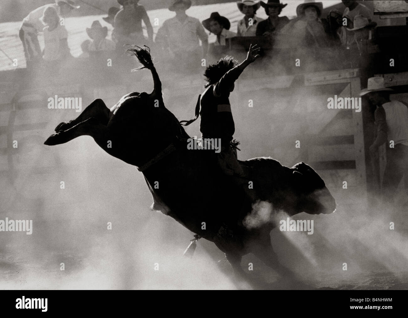 cowboy riding a bull in a cloud of dust Stock Photo - Alamy