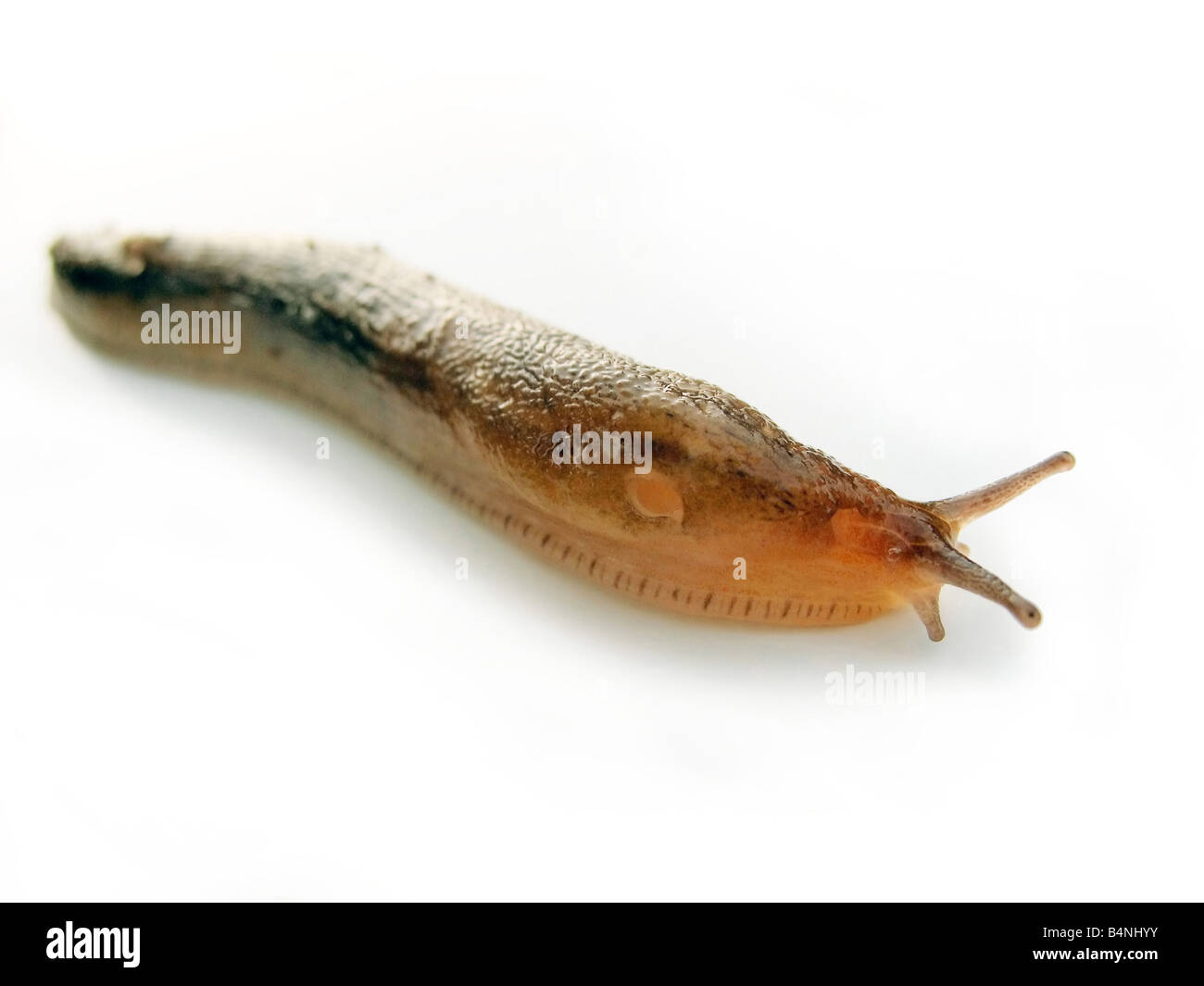 Wet rain slippery Cut Out Stock Images & Pictures - Alamy