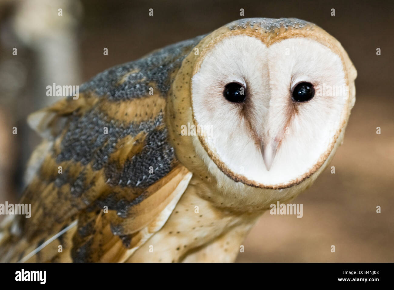 Close up of face of barn owl (Tyto alba Stock Photo - Alamy