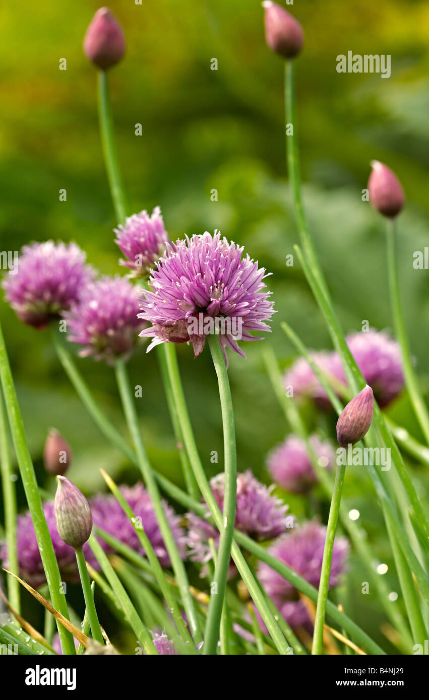 Alium plant hi-res stock photography and images - Alamy