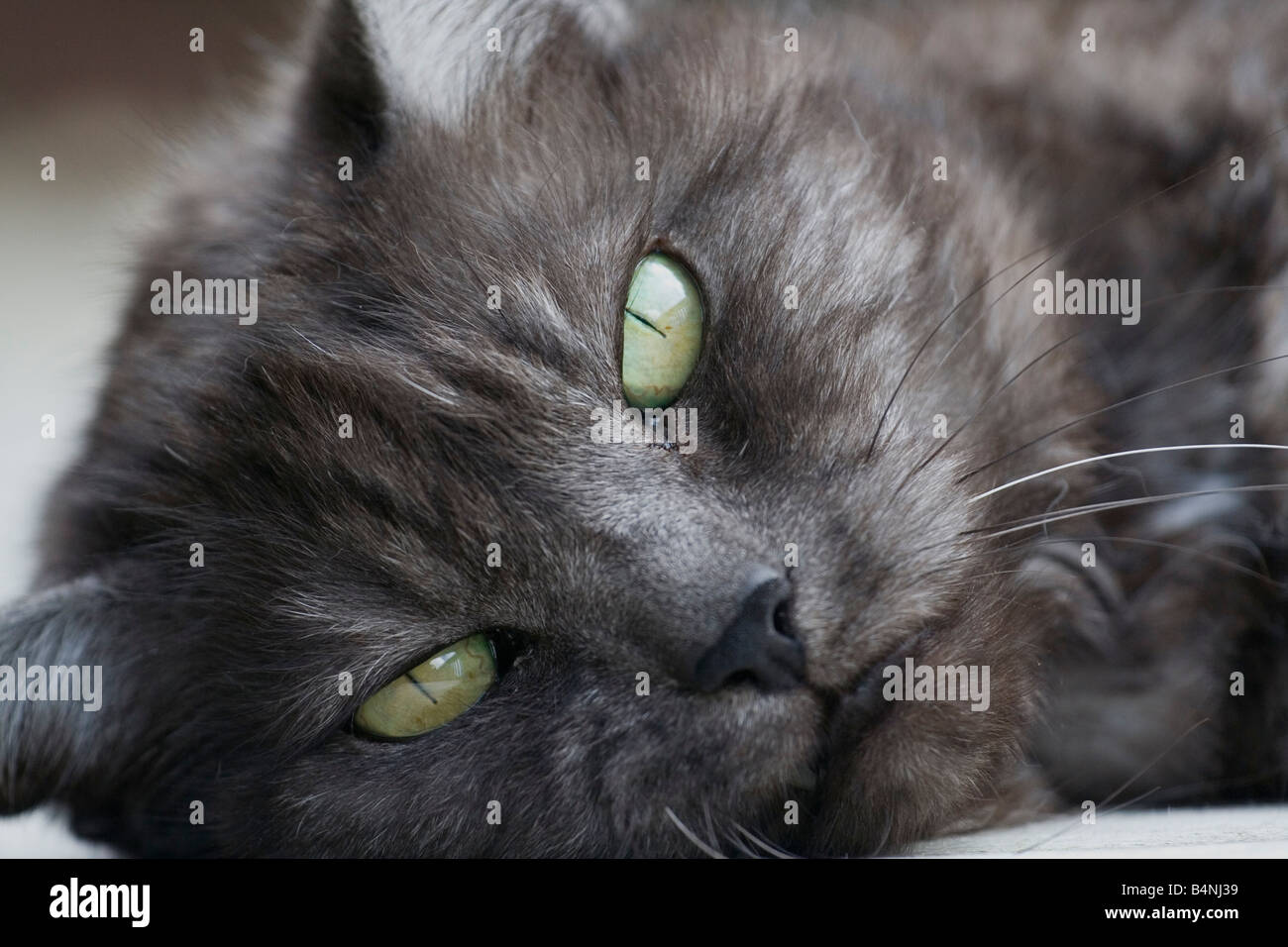 A close-up of the face of a domestic cat Stock Photo - Alamy