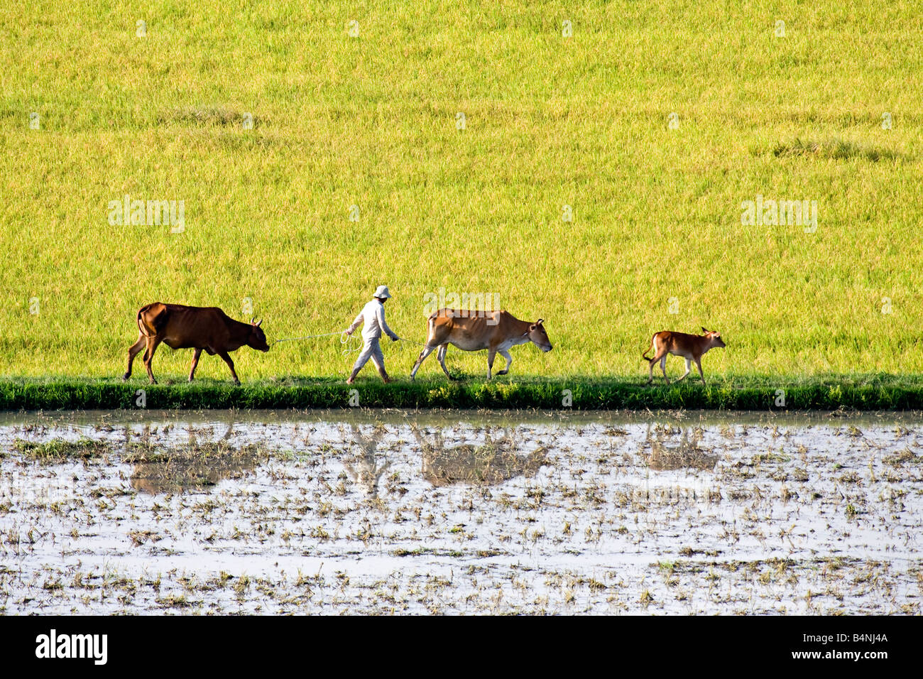 Farmer and ox going to work on golden yellow rice paddy field Stock ...