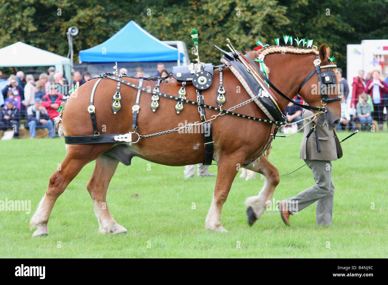 Suffolk punch horse hi-res stock photography and images - Alamy