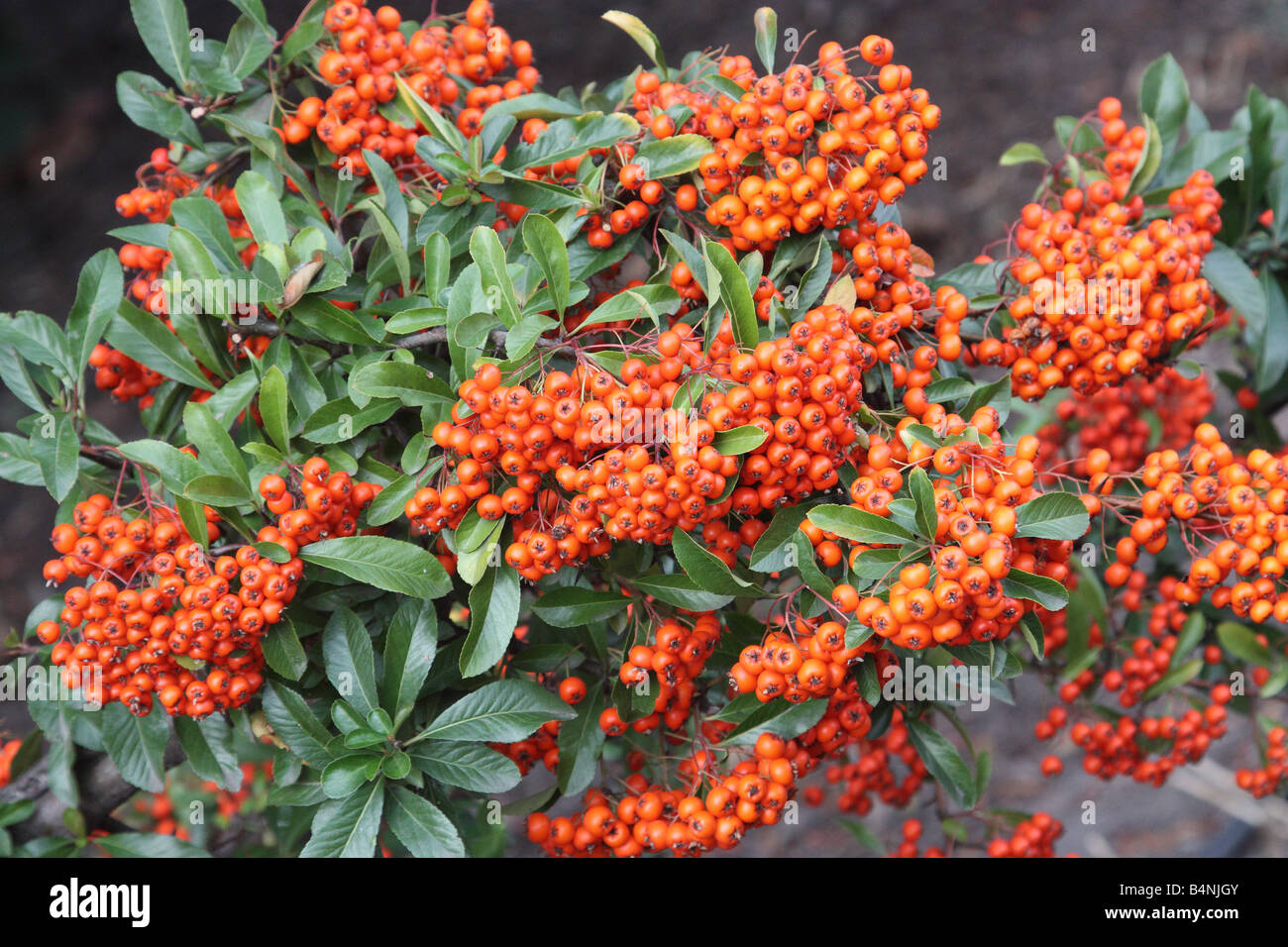 Firethorn hi-res stock photography and images - Alamy
