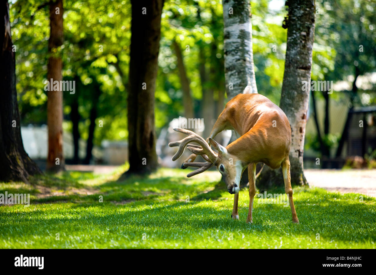 A whitetail deer scratches in northern Wisconsin Stock Photo - Alamy