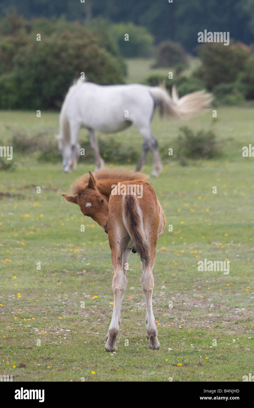 Biting flank hi-res stock photography and images - Alamy