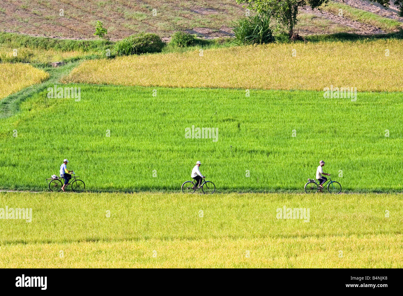 Three bicycles riding along path on golden yellow rice paddy field ...