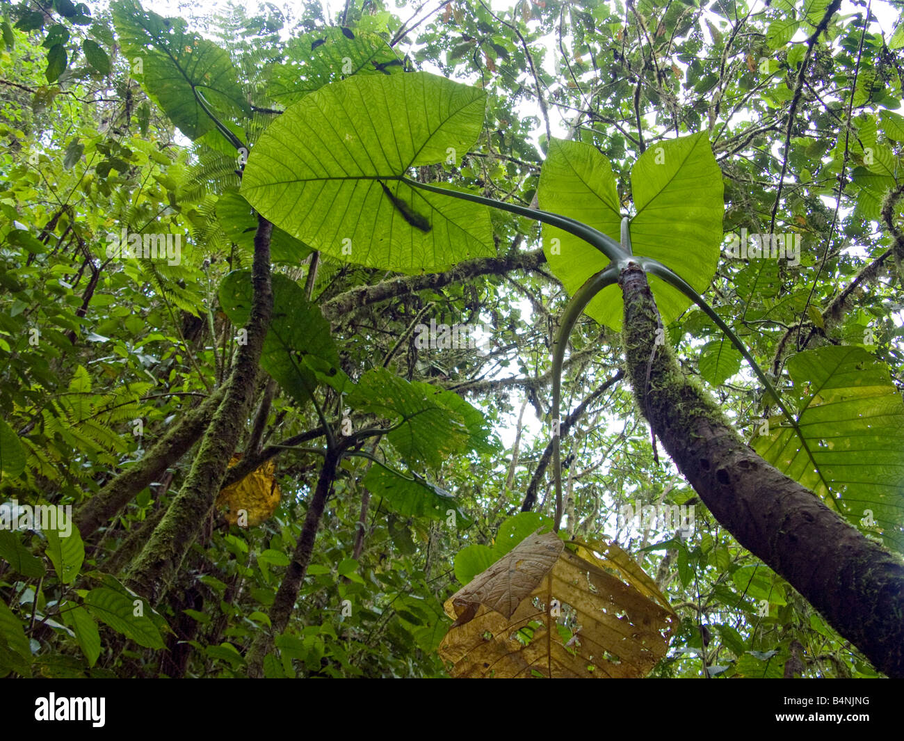 Quito Ecuador Pahuma Rainforest Cloud-forest Nebelwald nature reserve ...