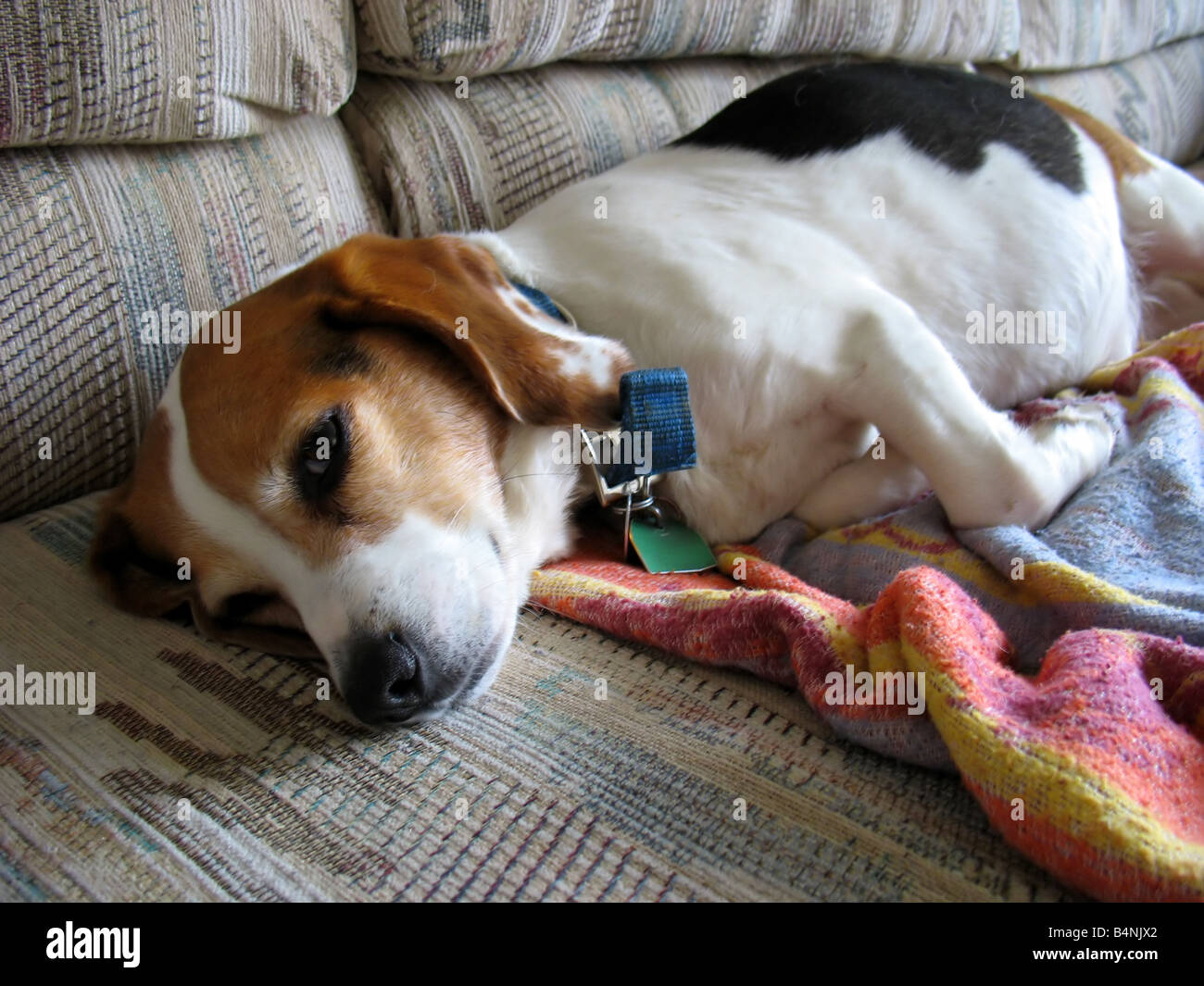 Lazy beagle caught sleeping on hi-res stock photography and images - Alamy