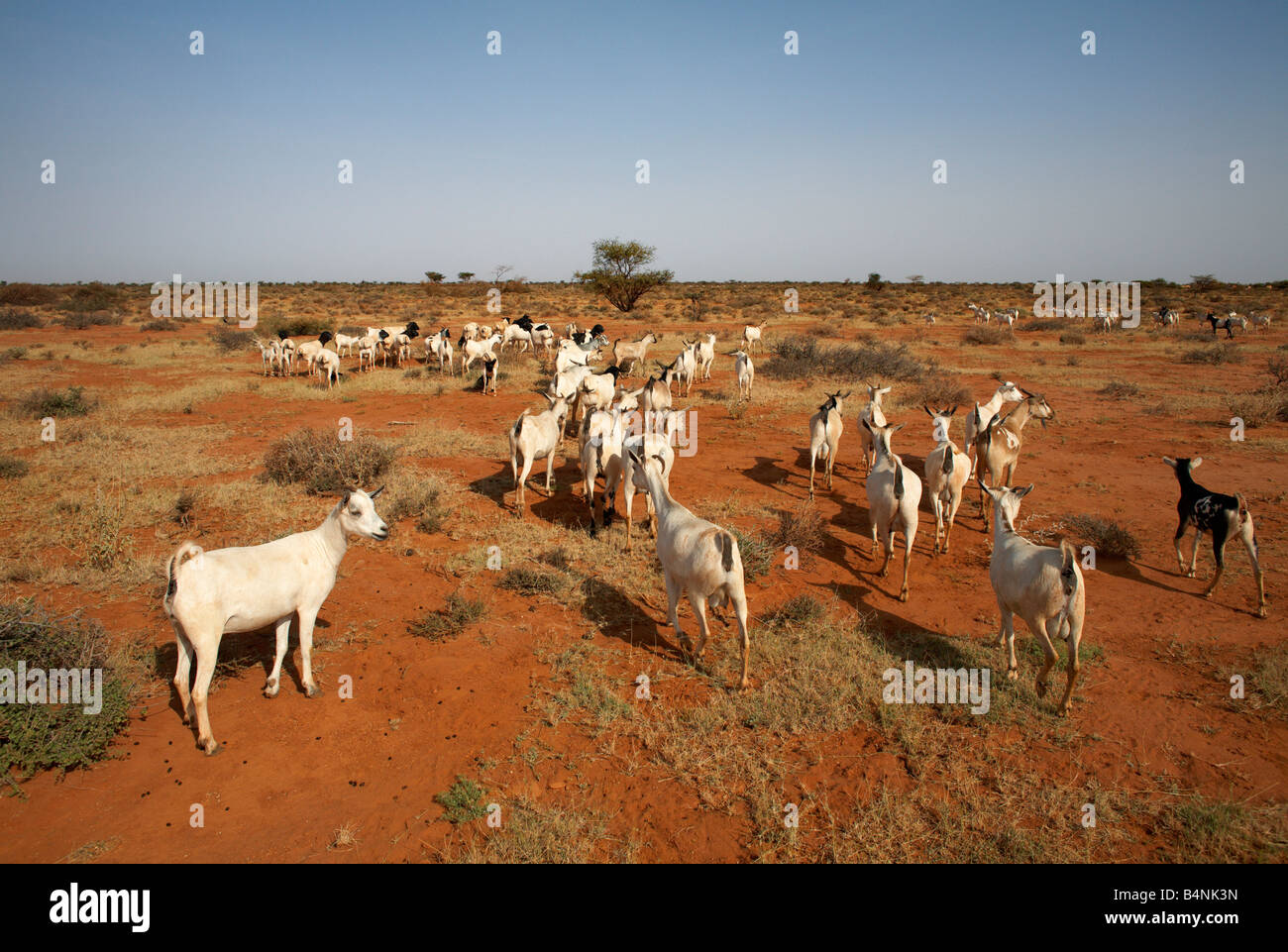 Goats are herded through the deserts of northern Somalia, Somaliland ...