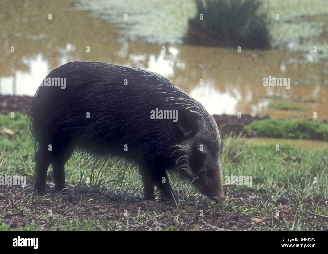 Bush Pig POTAMOCHOERUS AETHIOPICUS at a waterhole in the forest of ...