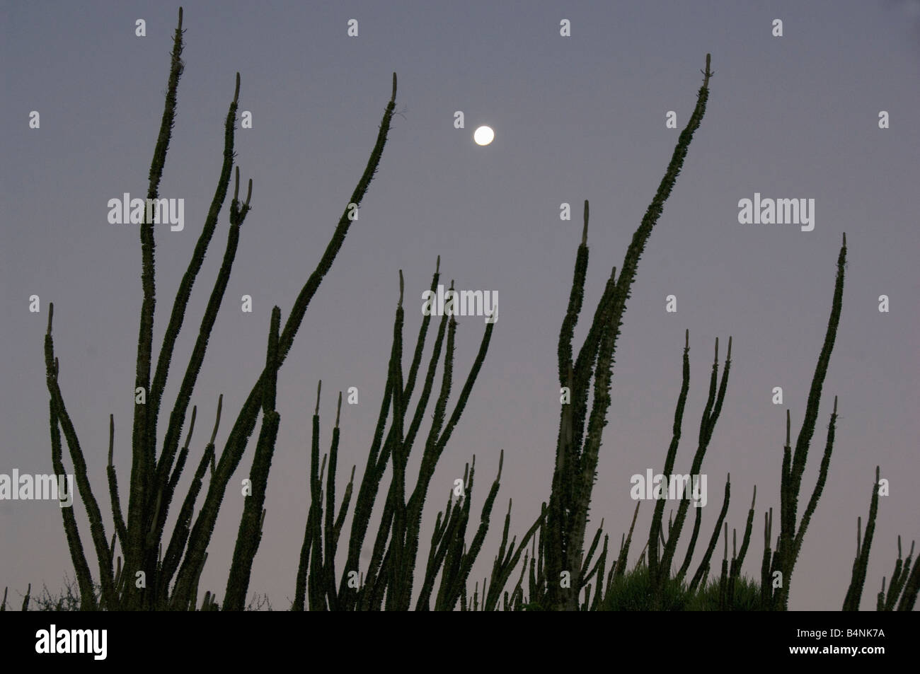 Madagascar moon tree didieraceae hi-res stock photography and images ...