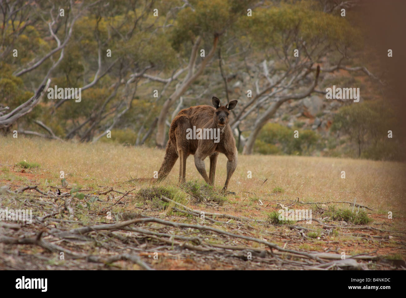 Large kangaroo muscles hi-res stock photography and images - Alamy
