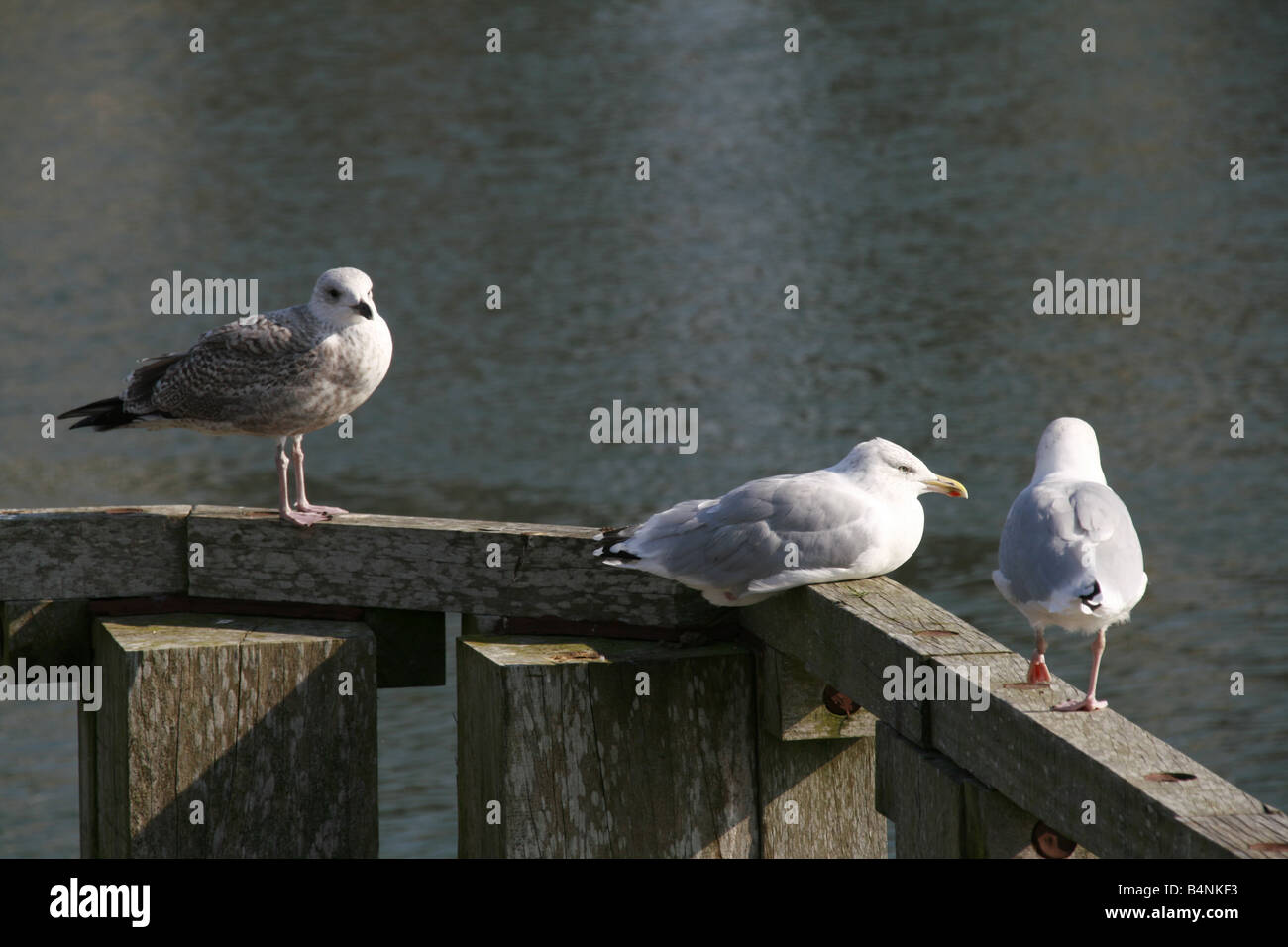 sea gulls sitting on harbour mooring in sun Stock Photo - Alamy