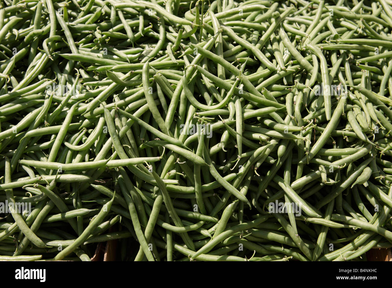 Bushel Green Beans High Resolution Stock Photography and Images - Alamy