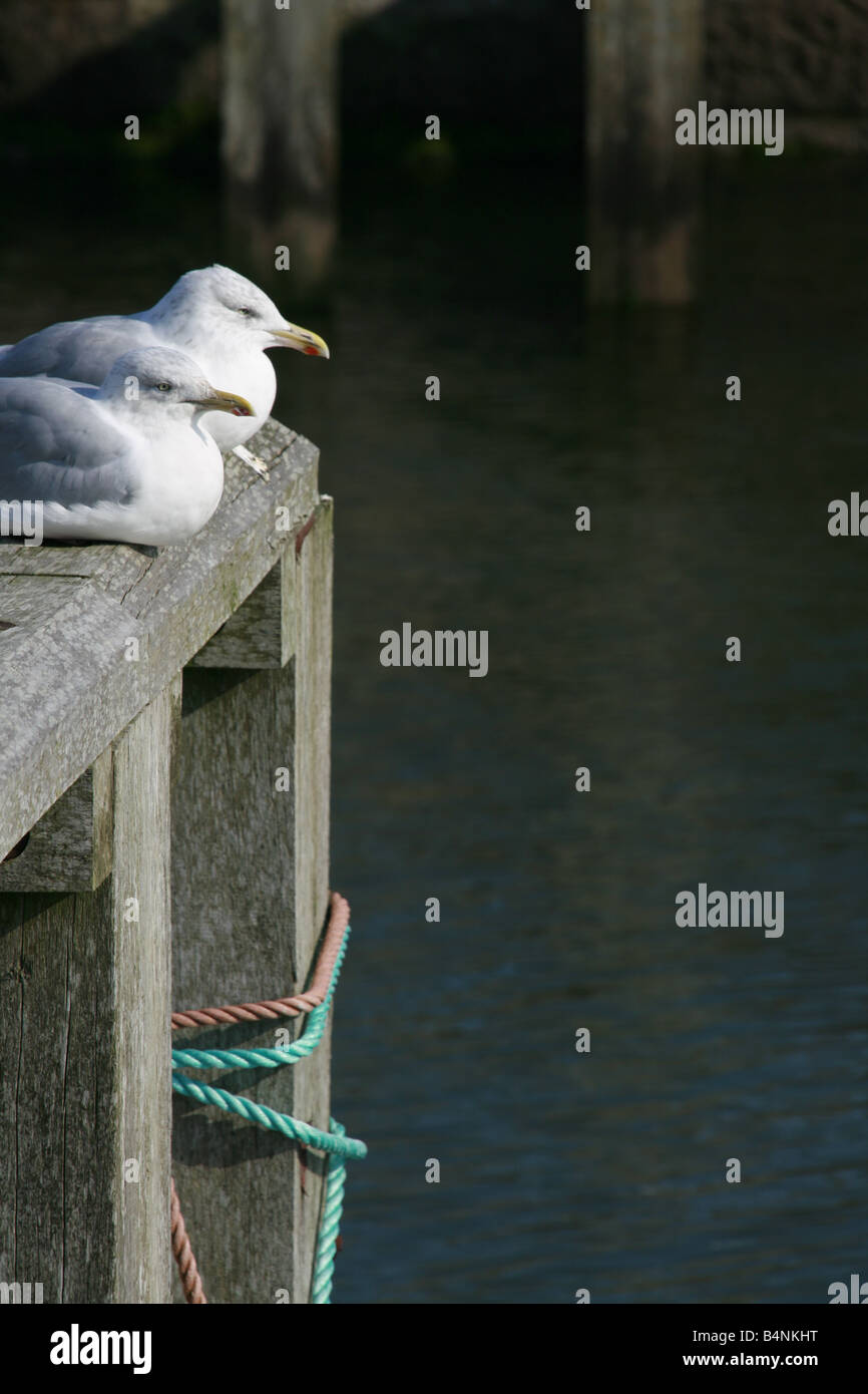 two sea gulls sitting on harbour mooring in sun Stock Photo - Alamy