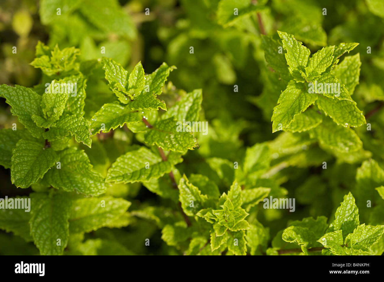 Mint plant, Mentha Stock Photo - Alamy