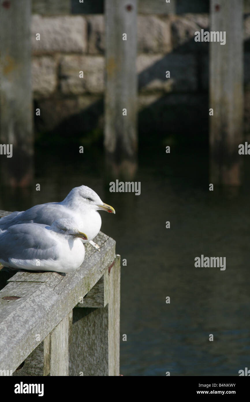 two sea gulls sitting on harbour mooring in sun Stock Photo - Alamy