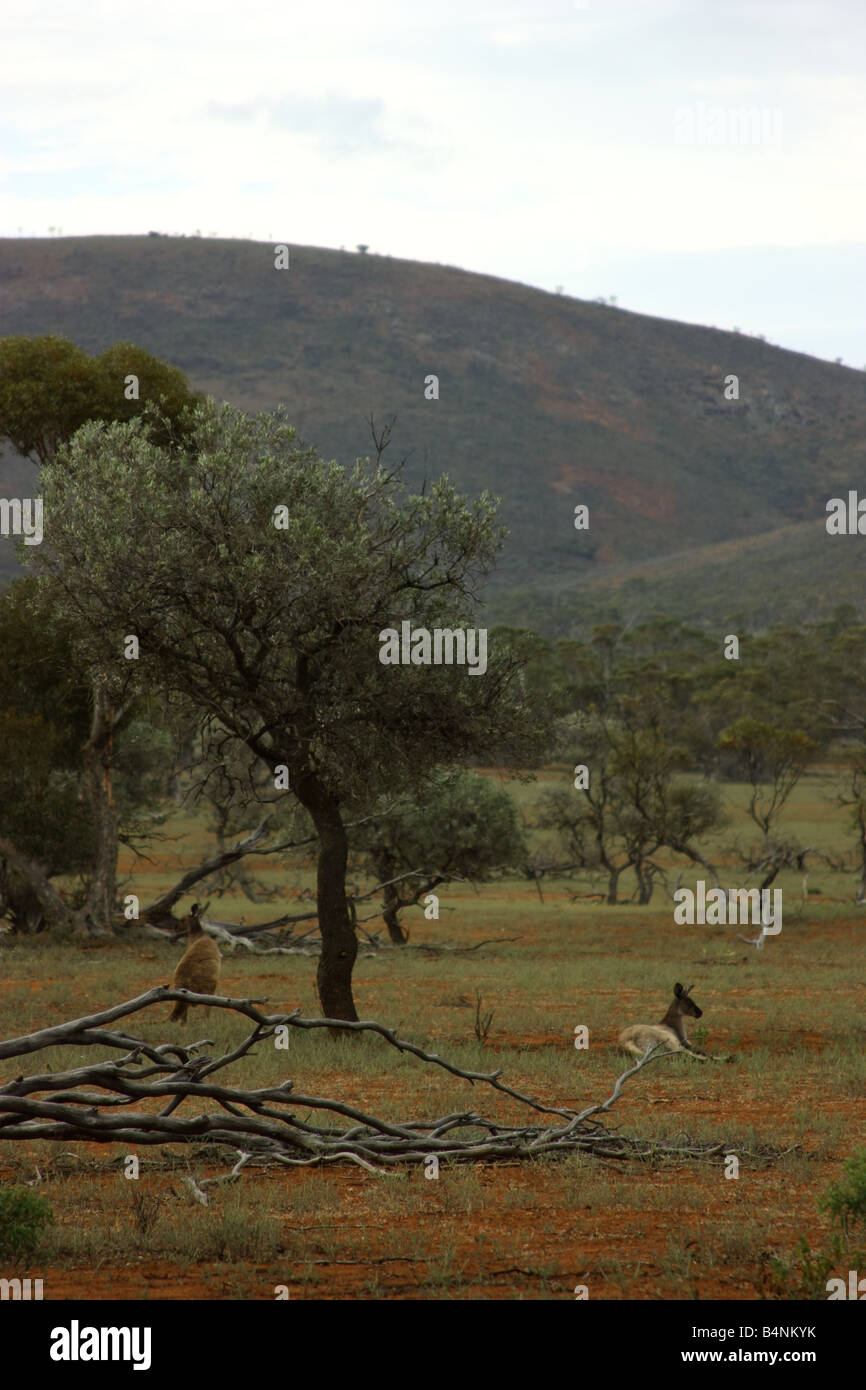 Gawler ranges national park hi-res stock photography and images - Alamy