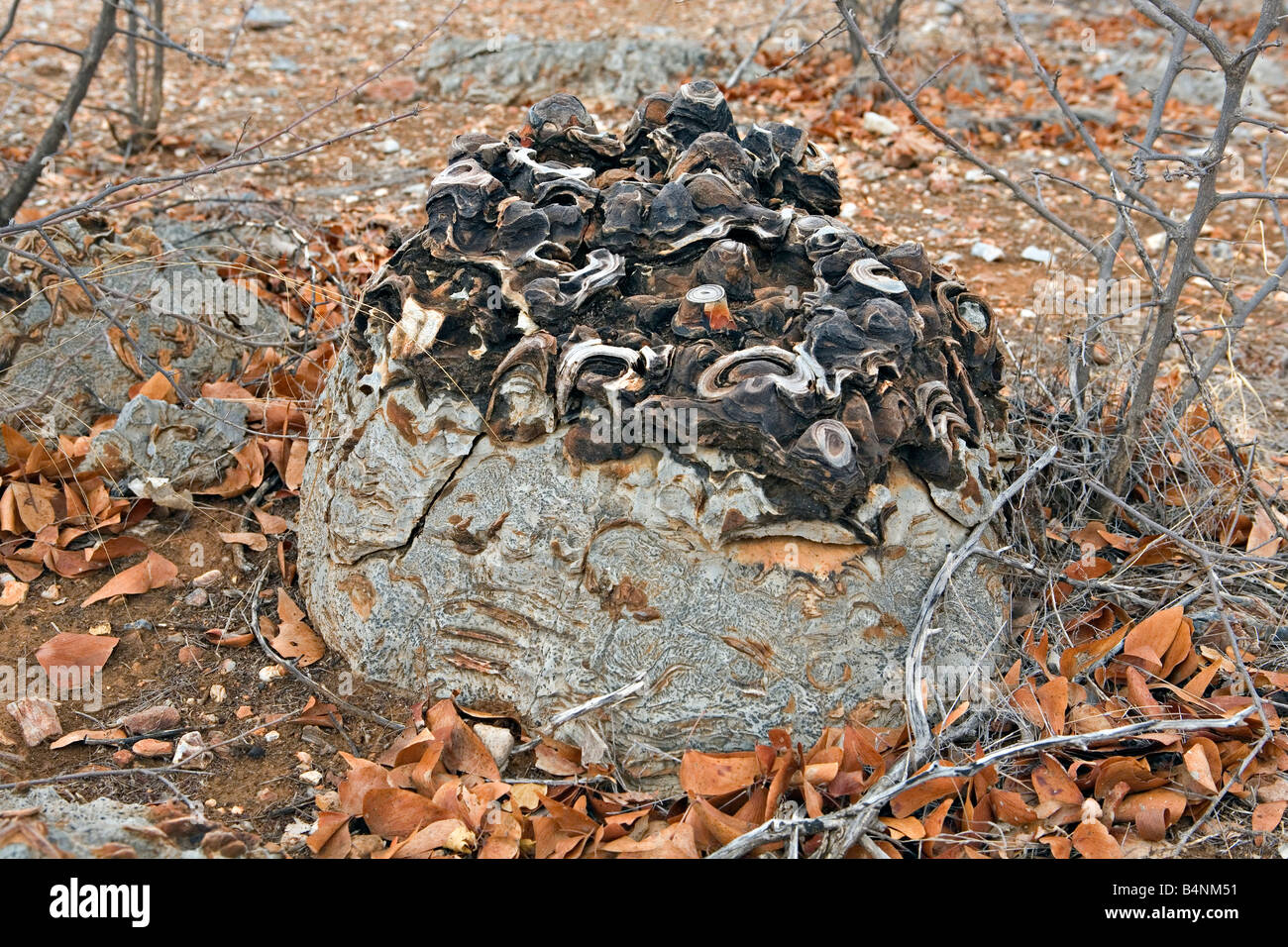 Stromatolites & oncolites fossil records in Otavi Mountainland Northern ...