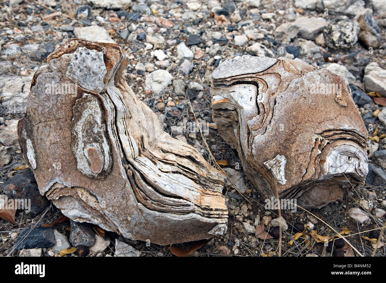 Close up of stromatolites & oncolites fossil records in Otavi ...