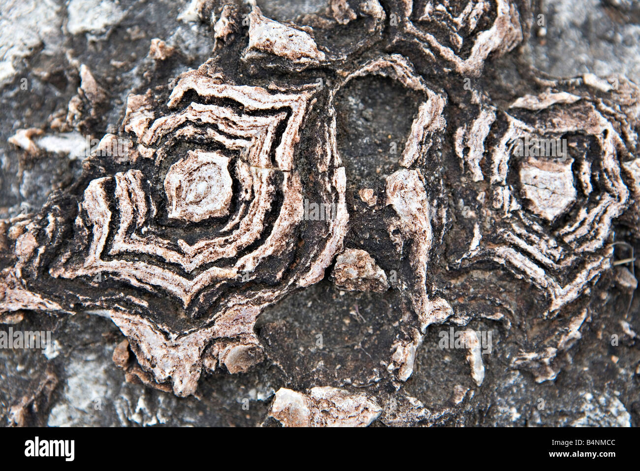 Close up of stromatolites & oncolites fossil records in Otavi ...