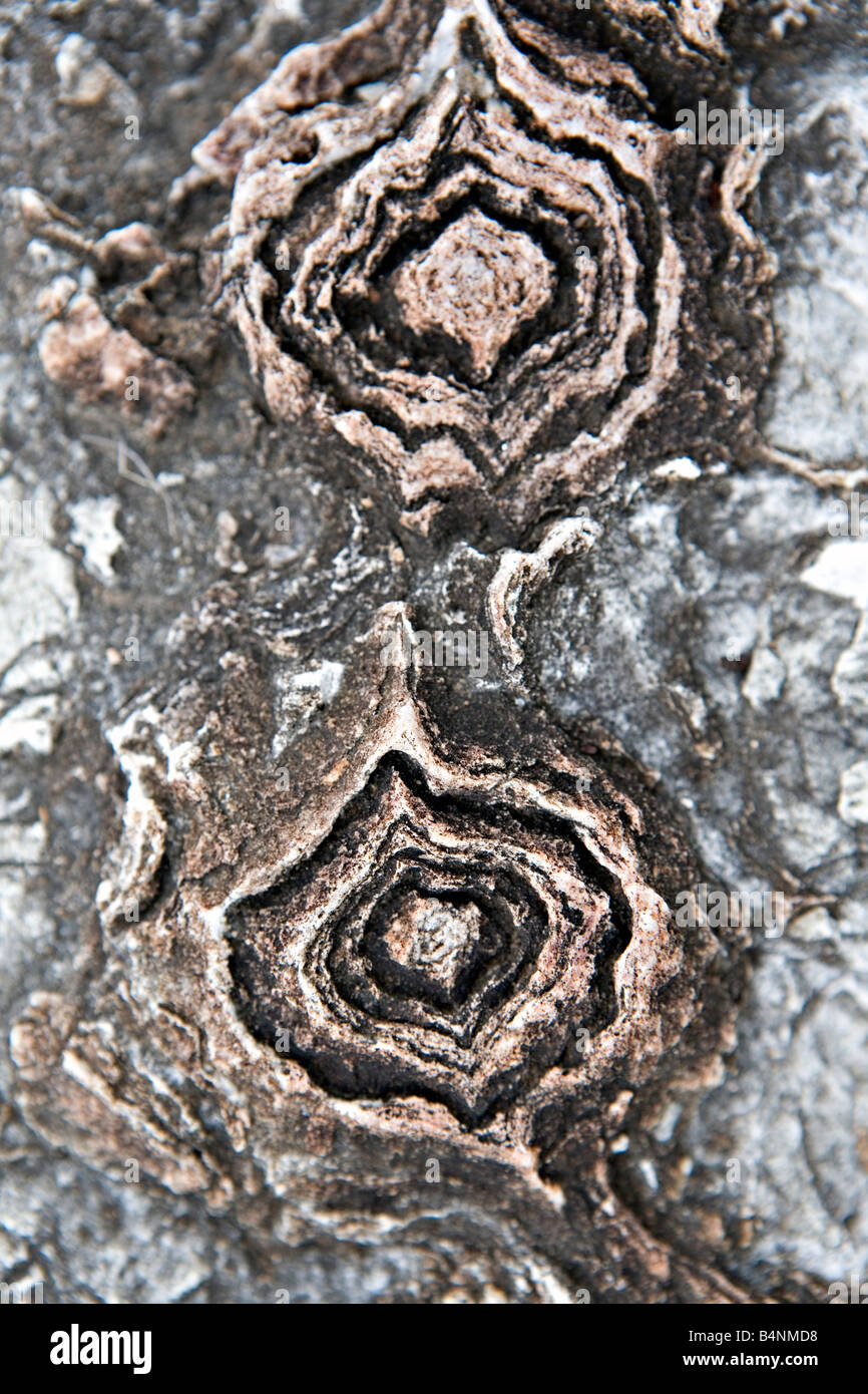 Oncolite hi-res stock photography and images - Alamy