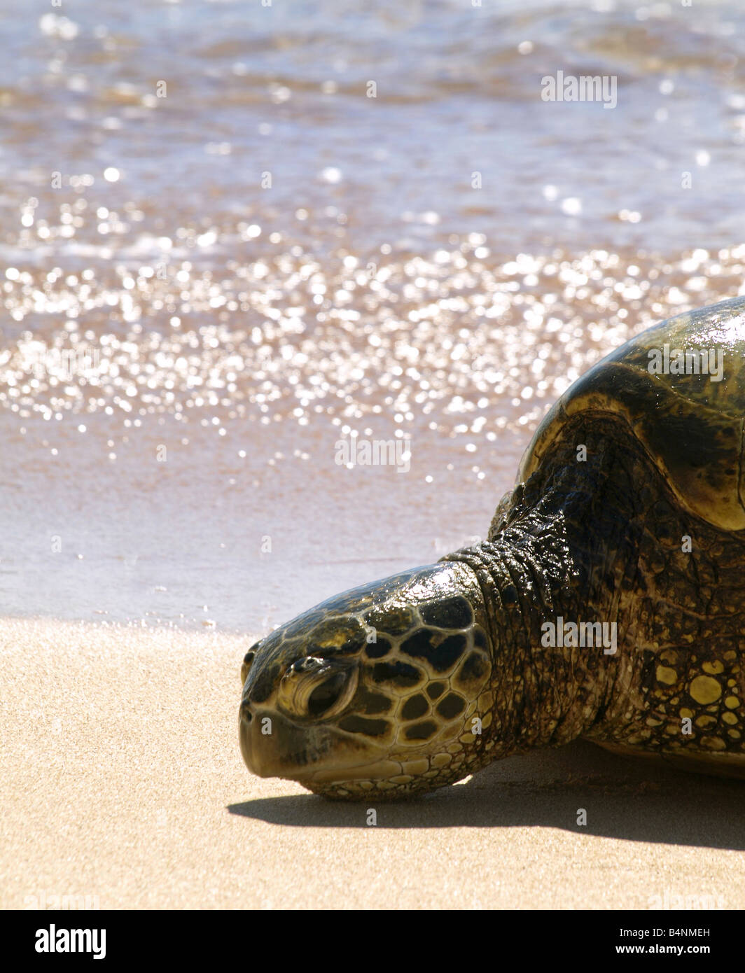 Green Sea Turtle Stock Photo - Alamy
