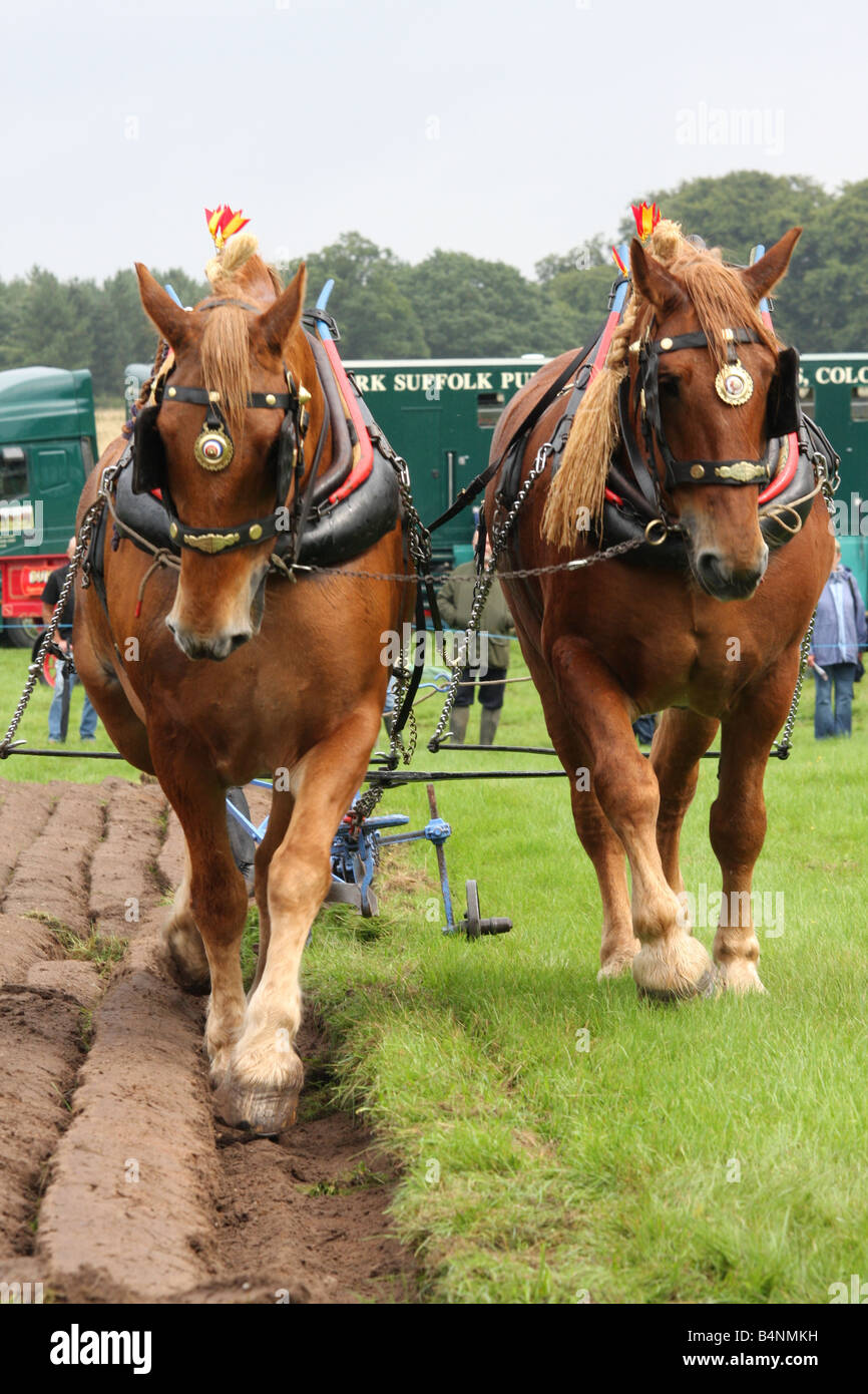 Suffolk Punches pulling a plough Stock Photo - Alamy