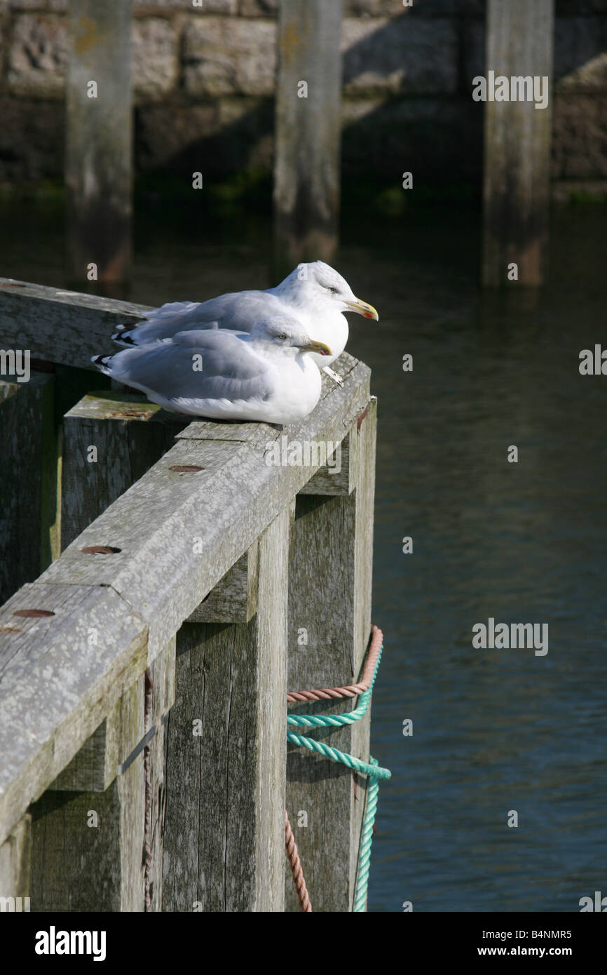 two sea gulls sitting on harbour mooring in sun Stock Photo - Alamy