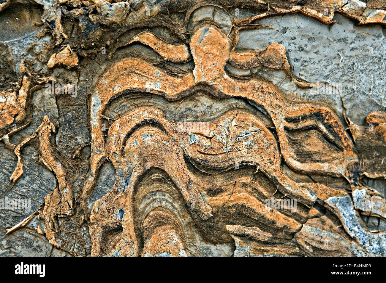 Close up of stromatolites & oncolites fossil records in Otavi ...