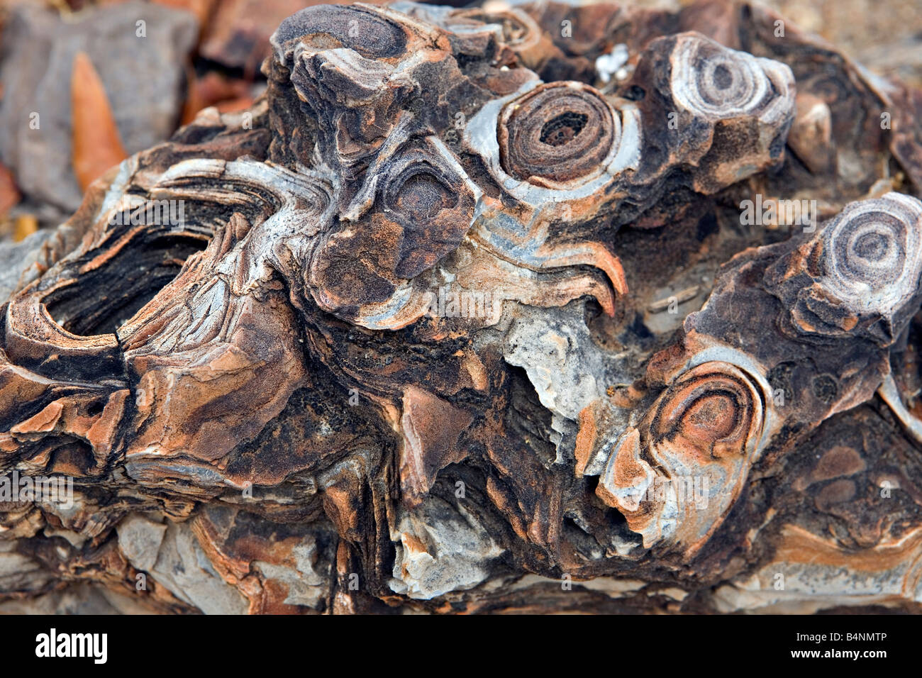 Cyanobacteria Fossils