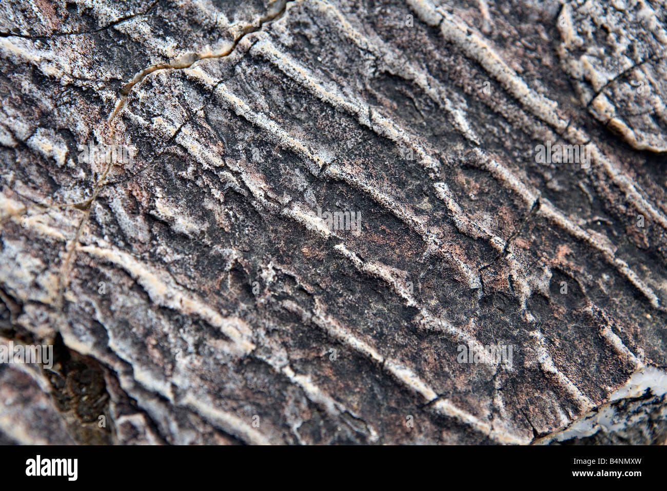 Close up of stromatolites & oncolites fossil records in Otavi ...