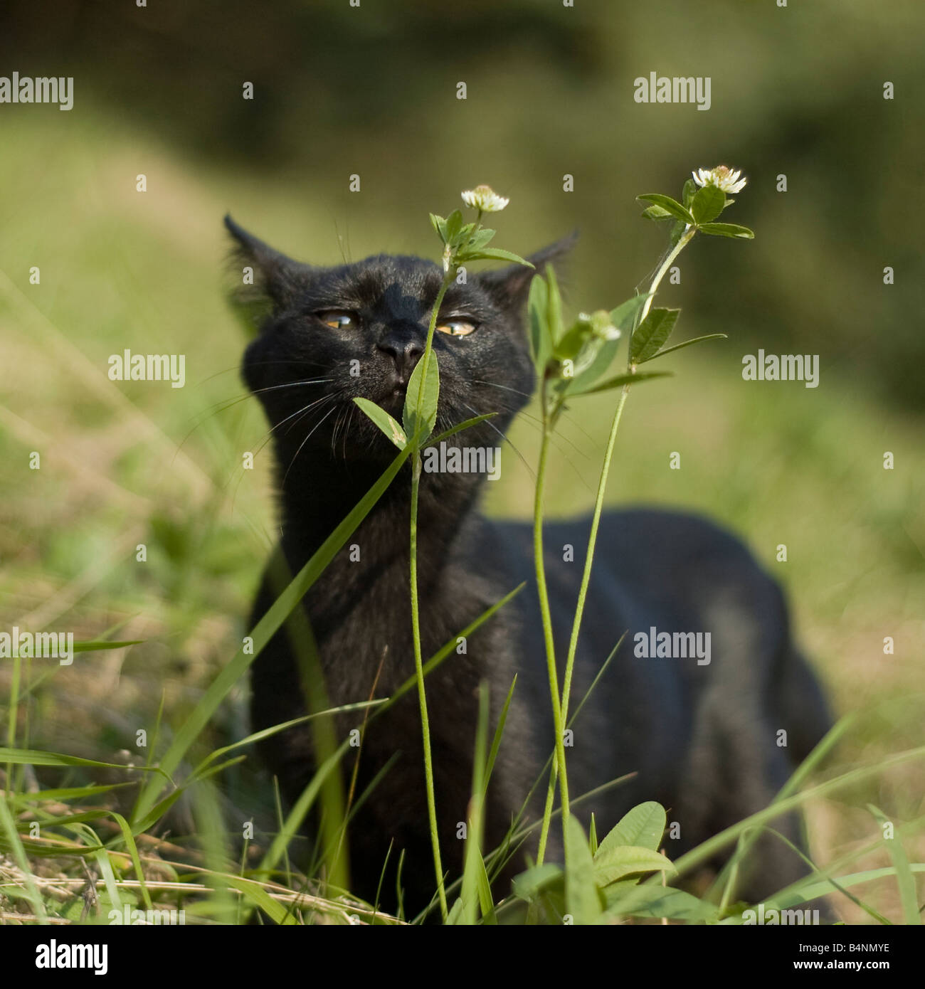 Curiosity kill the cat !! Stock Photo - Alamy