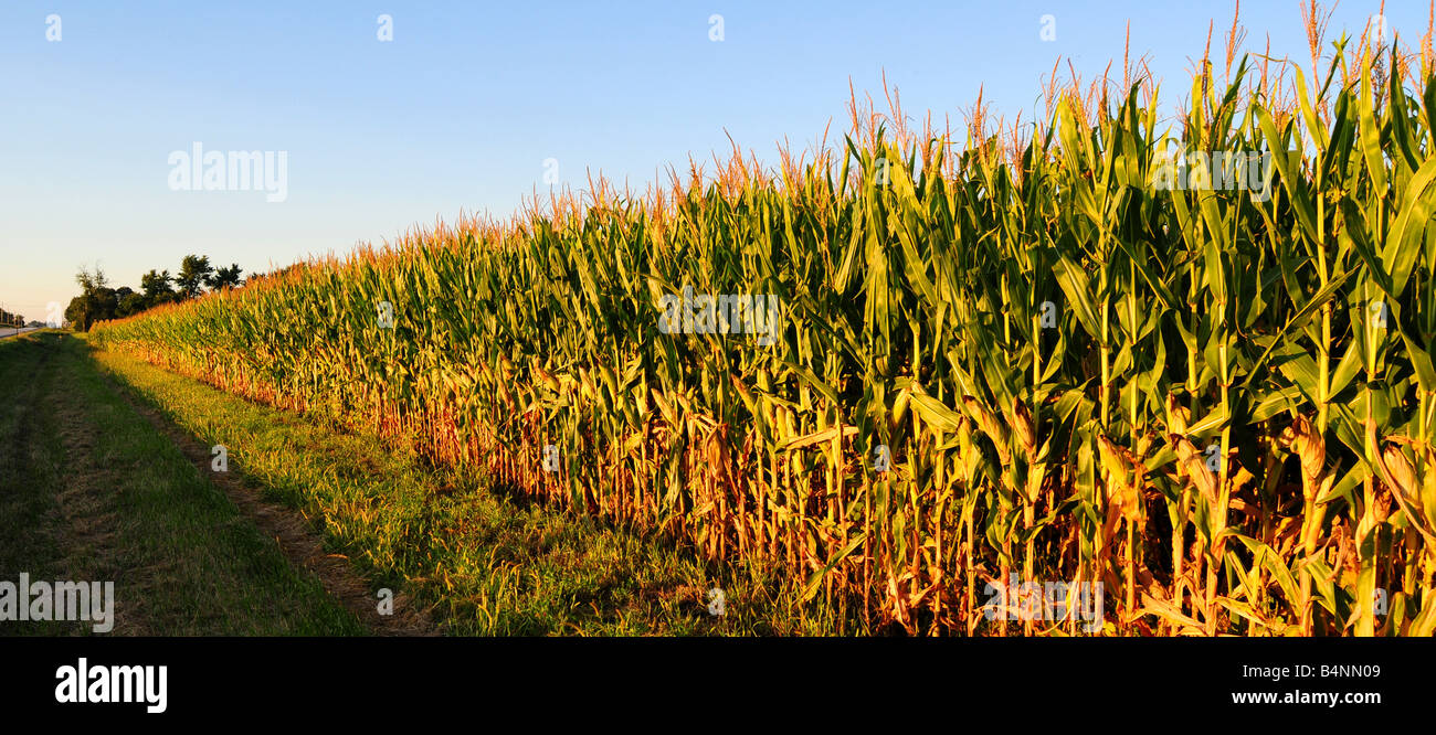 Corn field in late summer or early fall before the harvest Stock Photo ...