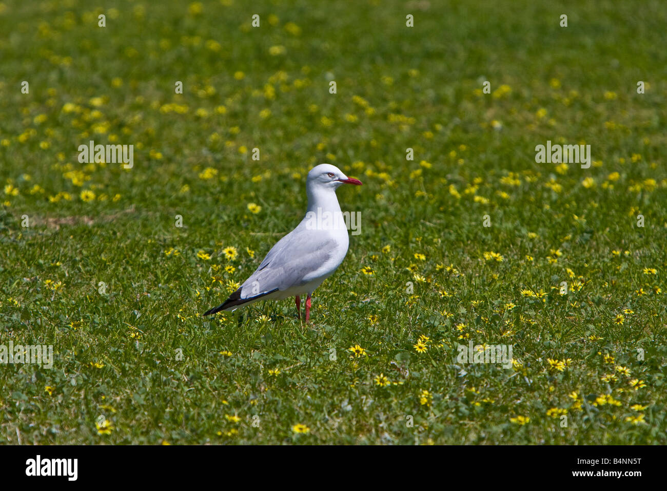Seagull on the green grass and yellow flowers Stock Photo - Alamy