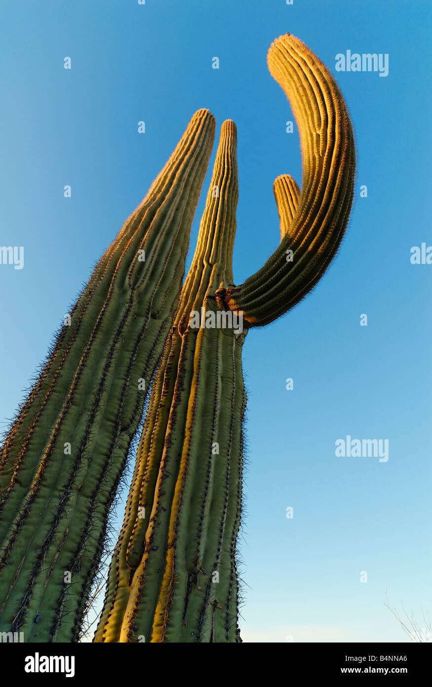 Classic saguaro sunset hi-res stock photography and images - Alamy
