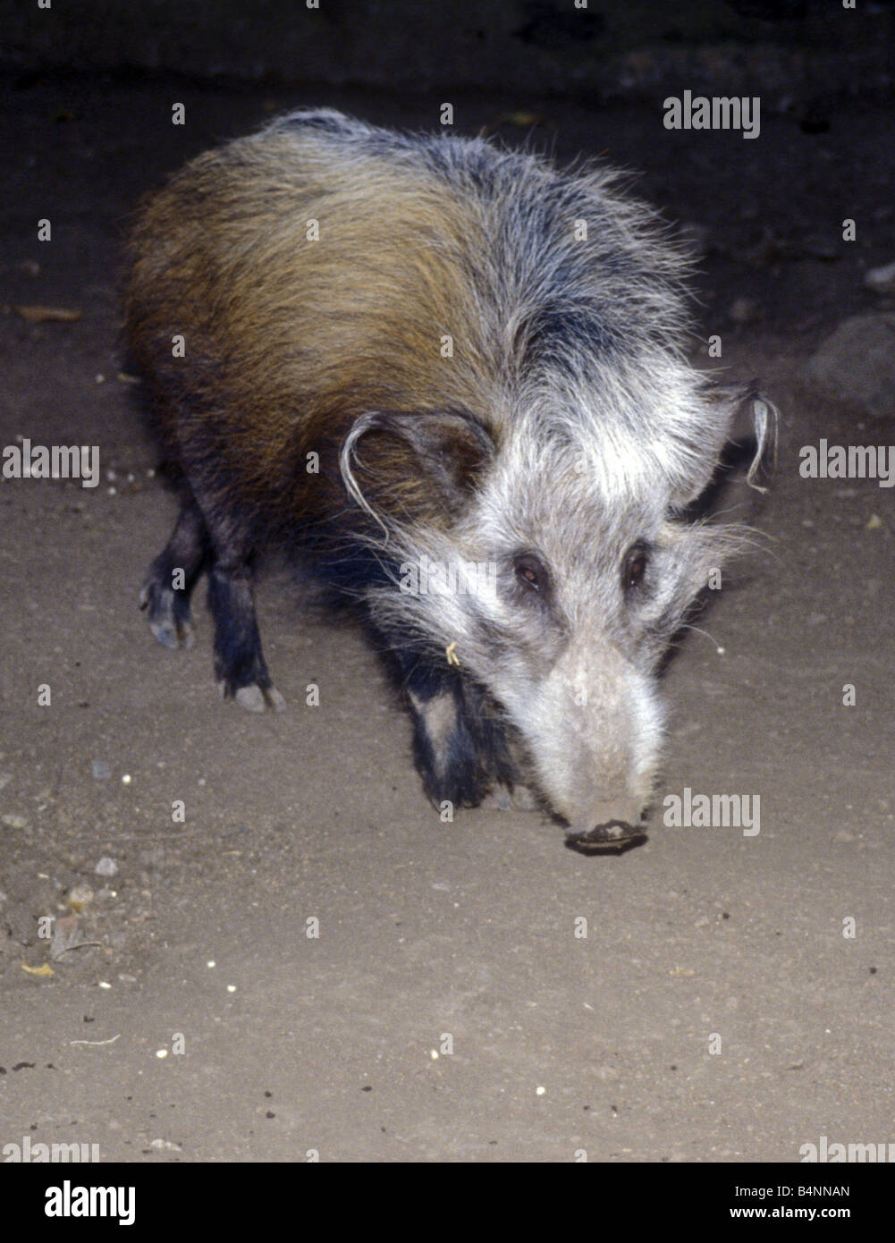 African bush pig hi-res stock photography and images - Alamy