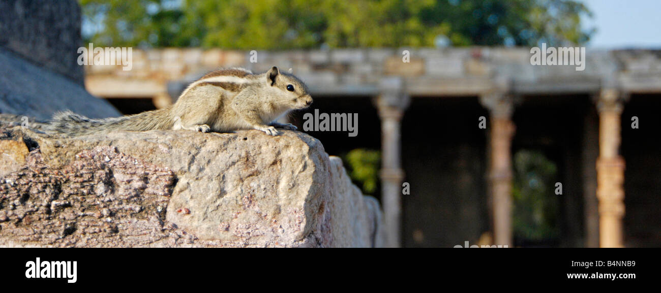 Indian Chipmunk, Qtub ( Qutub Qutab Qtab ) Minar, New Delhi India Stock ...