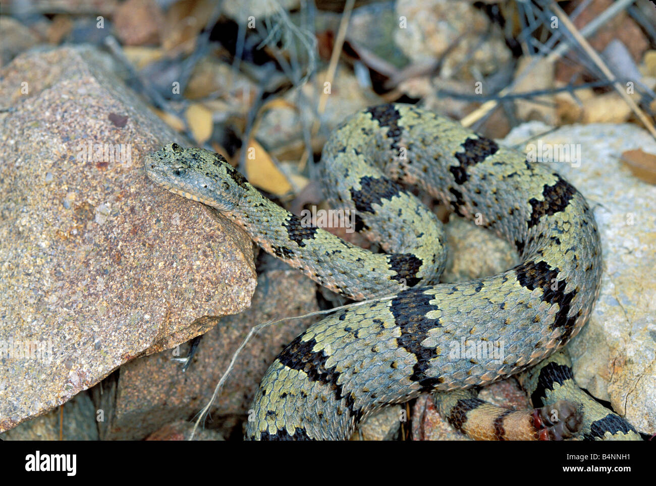 Rock Rattlesnake Crotalus lepidus klauberi Stock Photo - Alamy