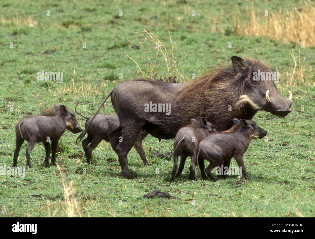 Family of sow mother warthog with five babies infants Masai Mara ...