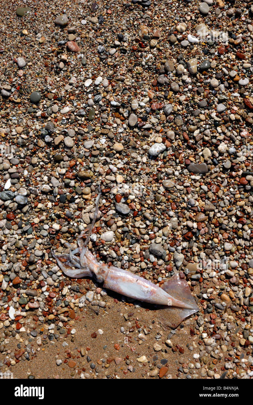 Dead Cuttlefish Sepia on the beach Greece Rhodes Stock Photo - Alamy