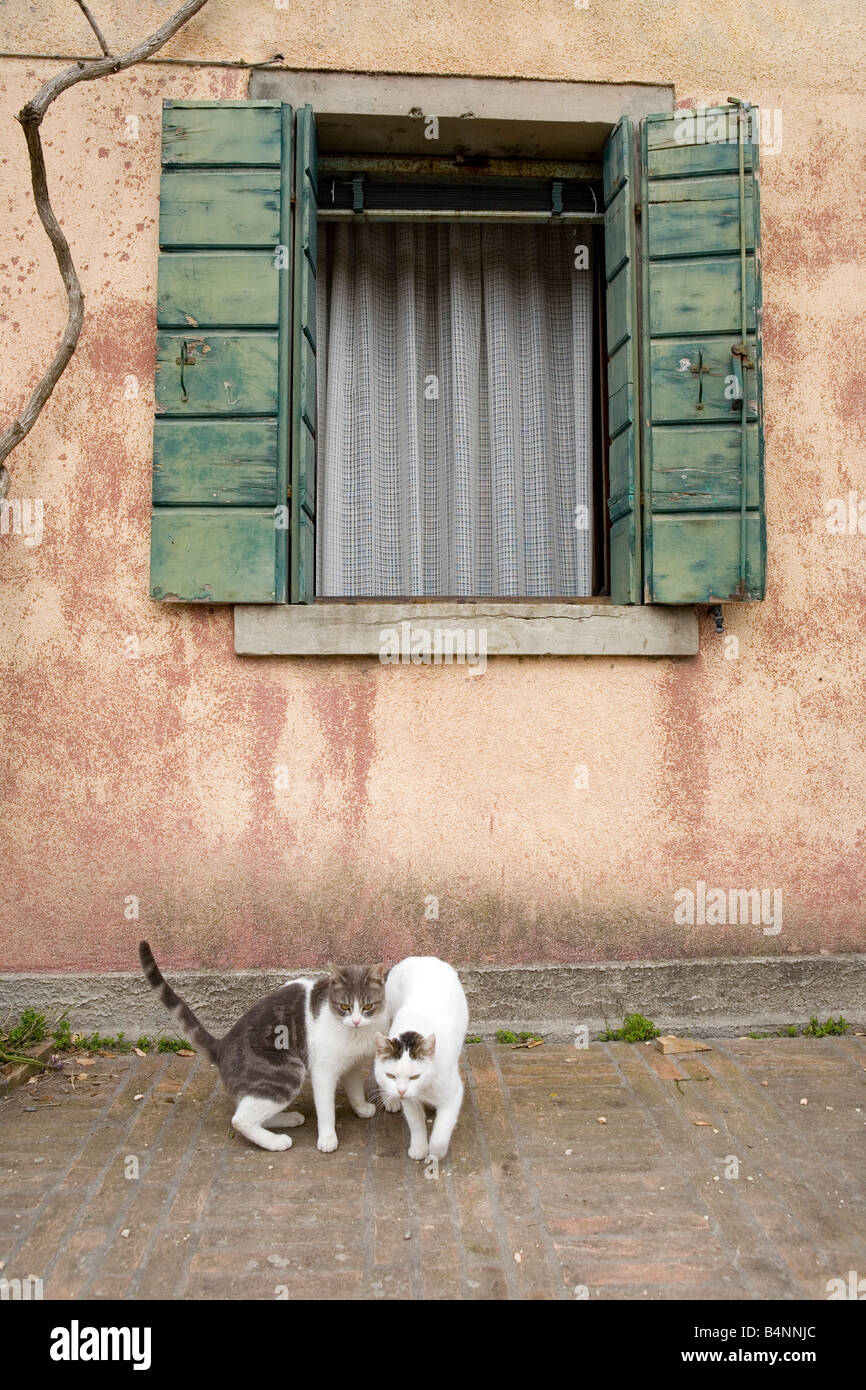 Two cats under an open window on Torcello Island Italy Stock Photo - Alamy